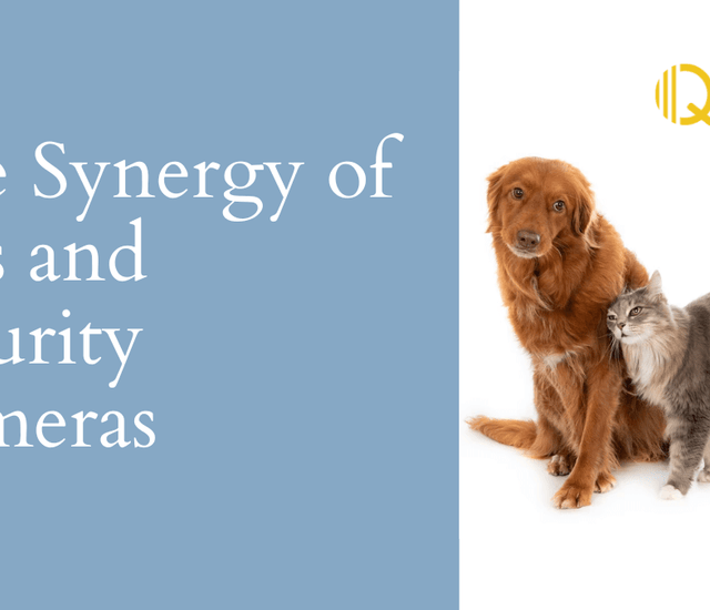 The Synergy of Pets and Security Cameras – Qsee